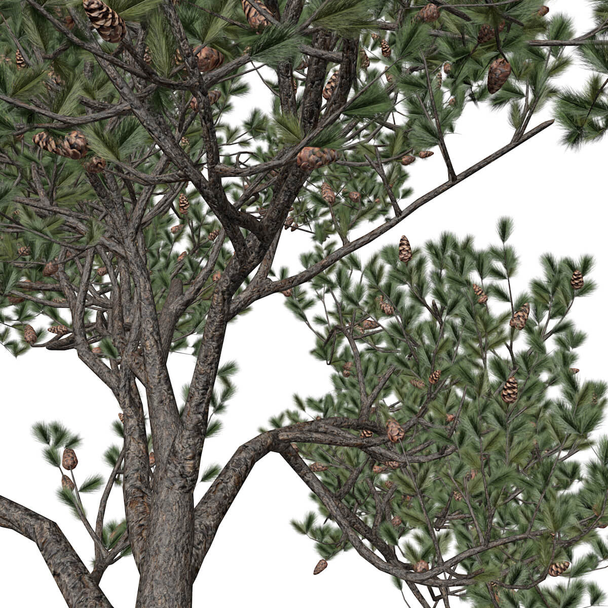 Italian Stone Pine Tree #10 - 3D Model by AntonioKowatsch