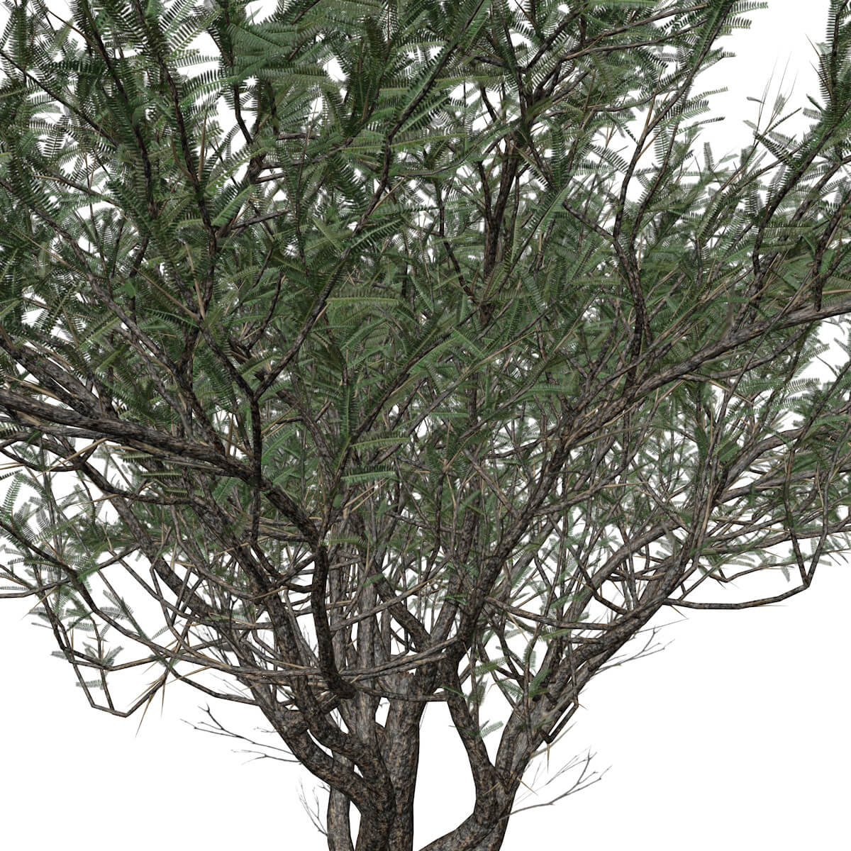 Umbrella Thorn Tree #01 - 3D Model by AntonioKowatsch