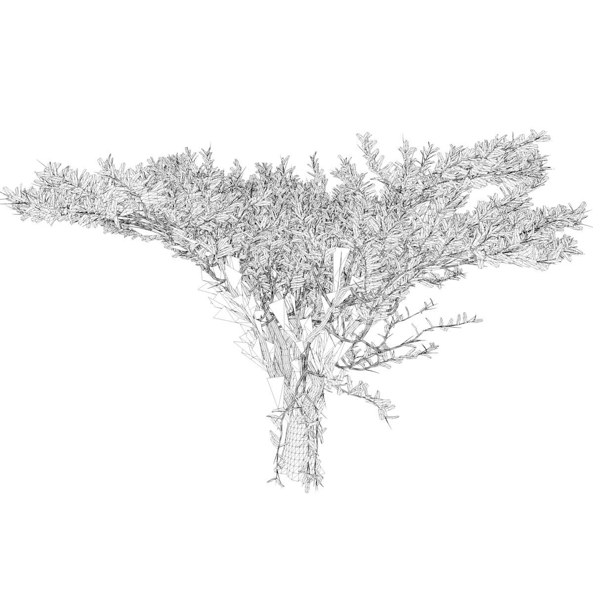 Umbrella Thorn Tree Collection by AntonioKowatsch