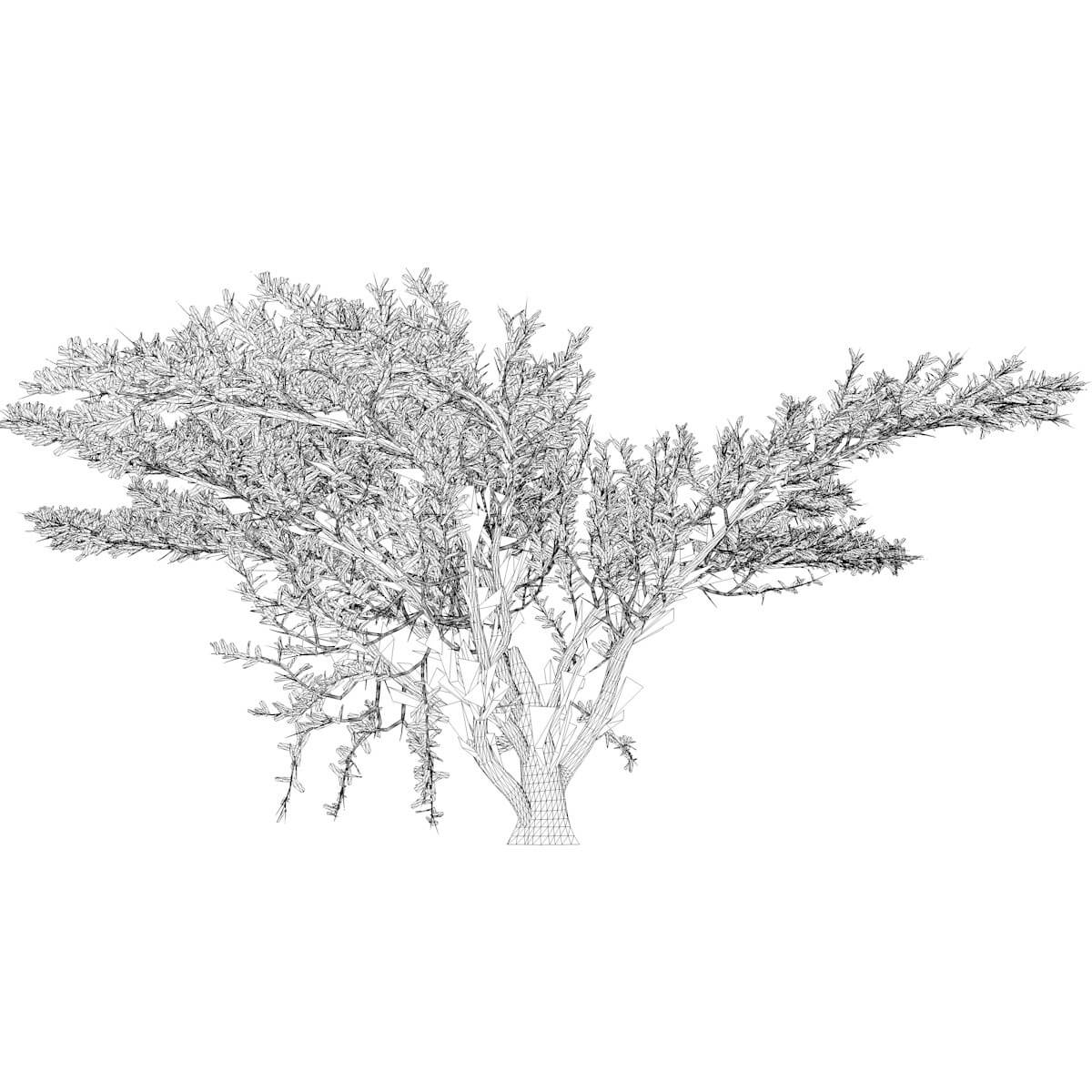 Umbrella Thorn Acacia Drawing