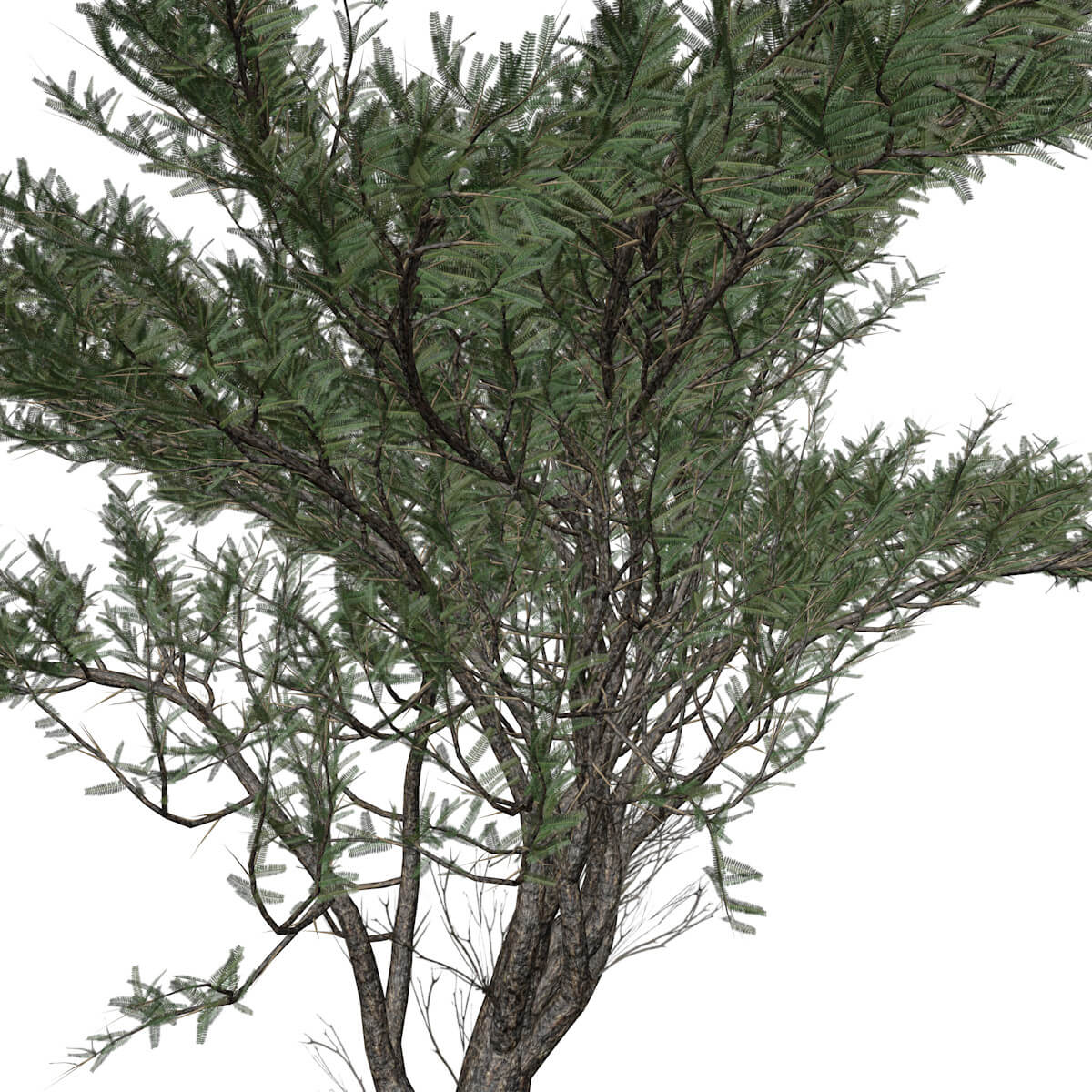 Umbrella Thorn Tree #07 - 3D Model by AntonioKowatsch