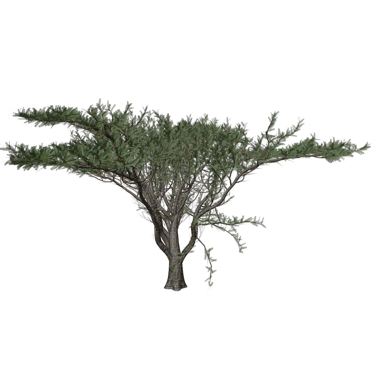 Umbrella Thorn Tree #09 - 3D Model by AntonioKowatsch