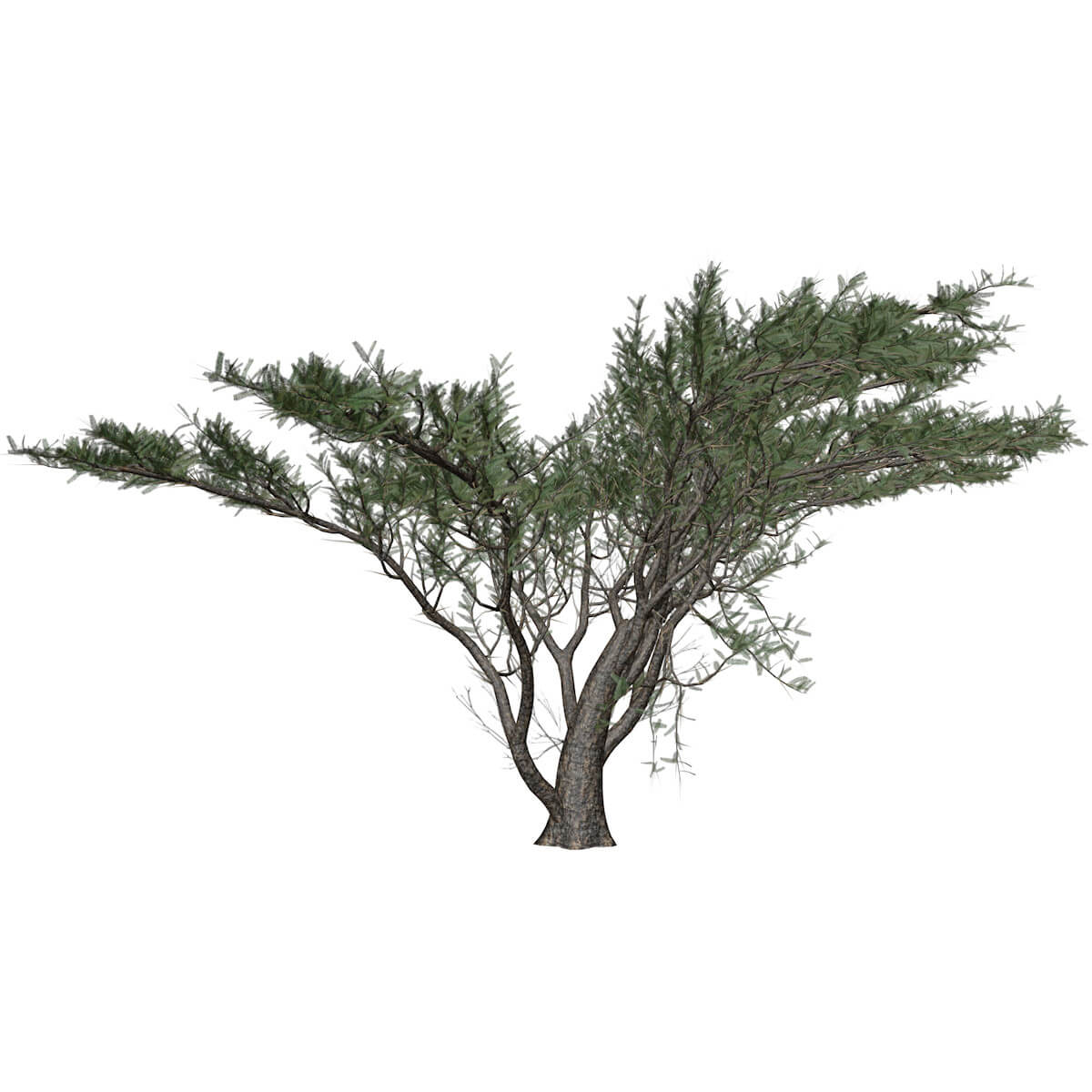 Umbrella Thorn Tree Collection by AntonioKowatsch