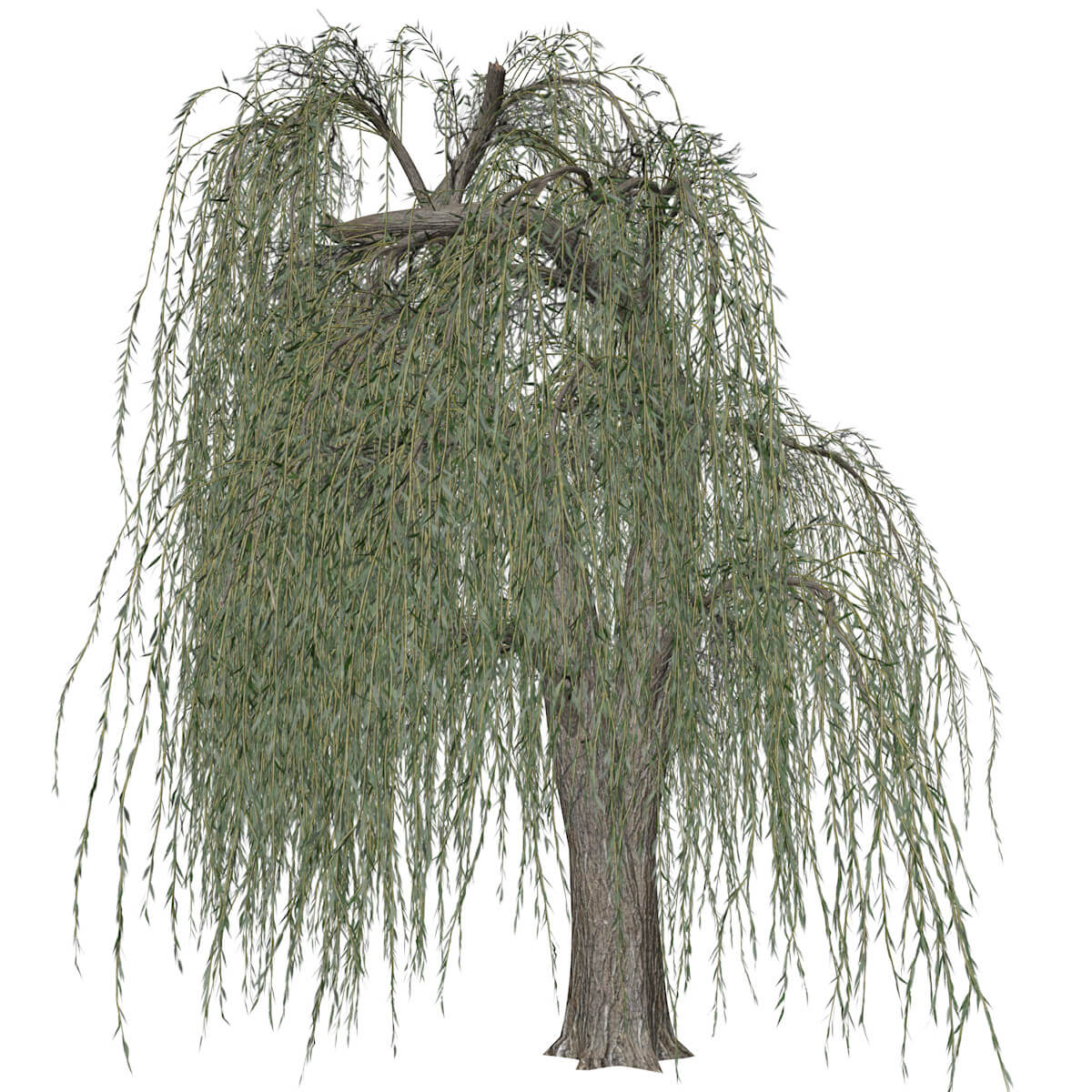 Weeping Willow Tree #01 - 3D Model by AntonioKowatsch