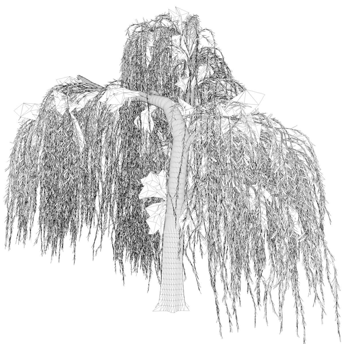 Weeping Willow Tree Pencil Drawings