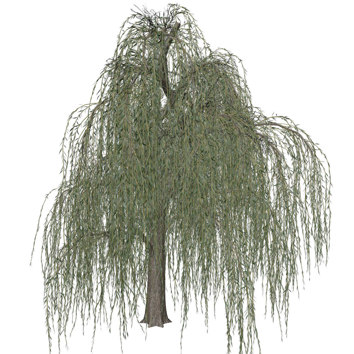 Weeping Willow Tree #03 - 3D Model by AntonioKowatsch