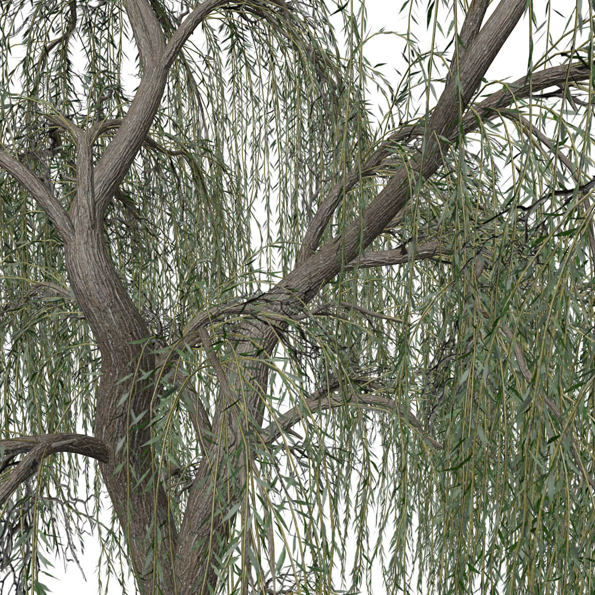 Weeping Willow Tree #03 - 3D Model by AntonioKowatsch