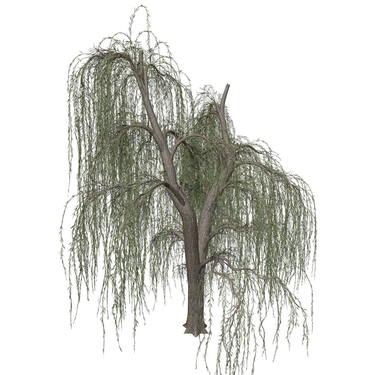 Weeping Willow Tree Collection by AntonioKowatsch