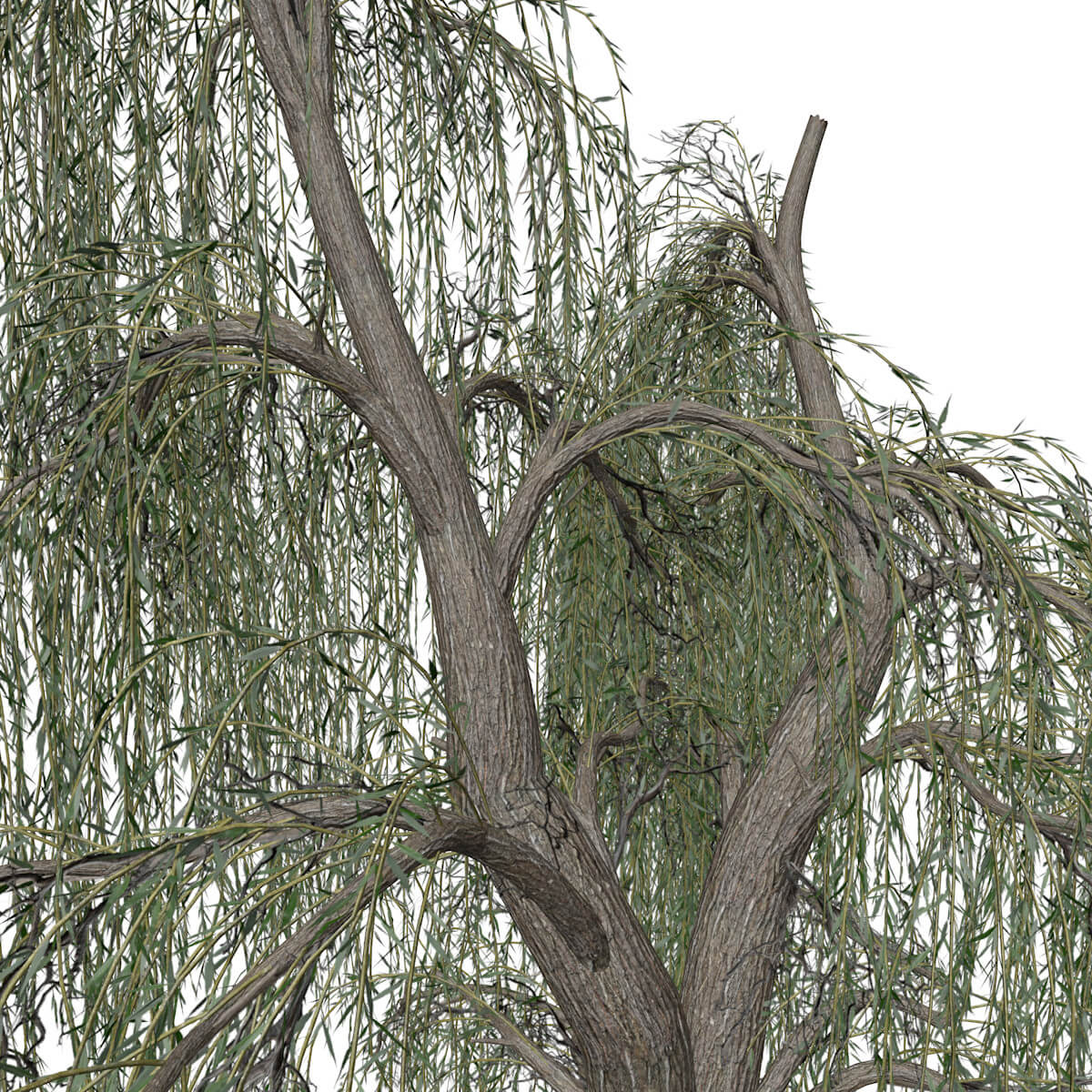 Weeping Willow Tree #04 - 3D Model by AntonioKowatsch
