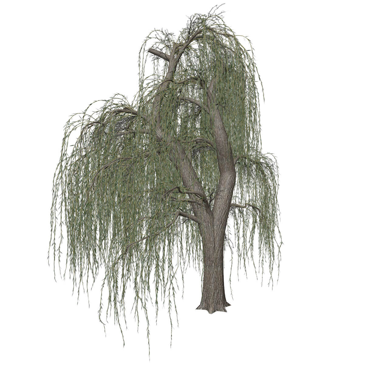 Weeping Willow Tree #05 - 3D Model by AntonioKowatsch