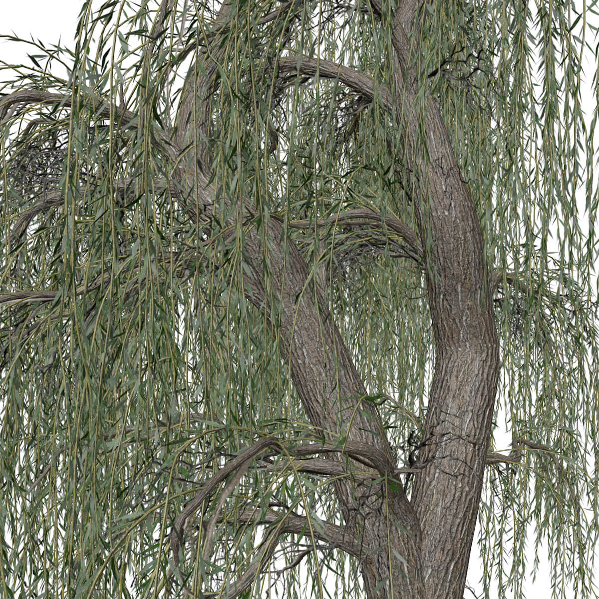 Weeping Willow Tree #05 - 3D Model by AntonioKowatsch