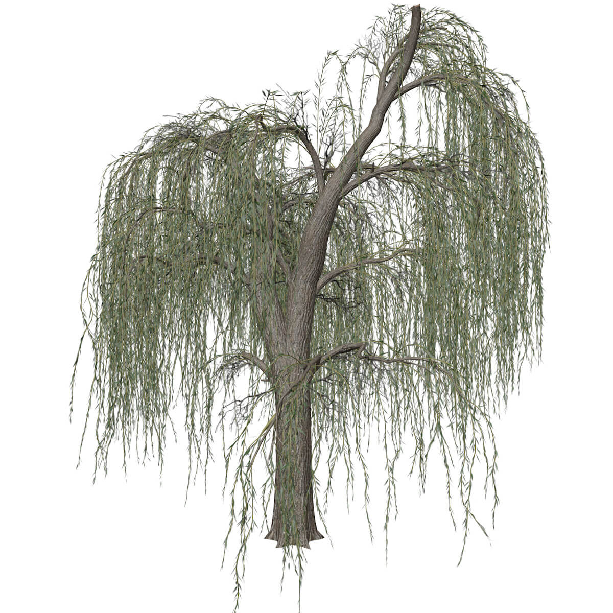 Weeping Willow Tree #08 - 3D Model by AntonioKowatsch