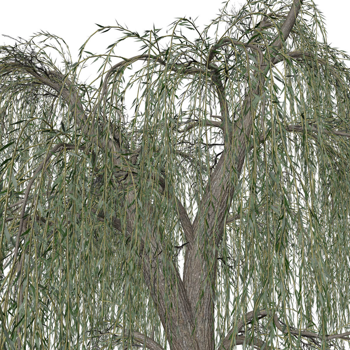 Weeping Willow Tree #08 - 3D Model by AntonioKowatsch