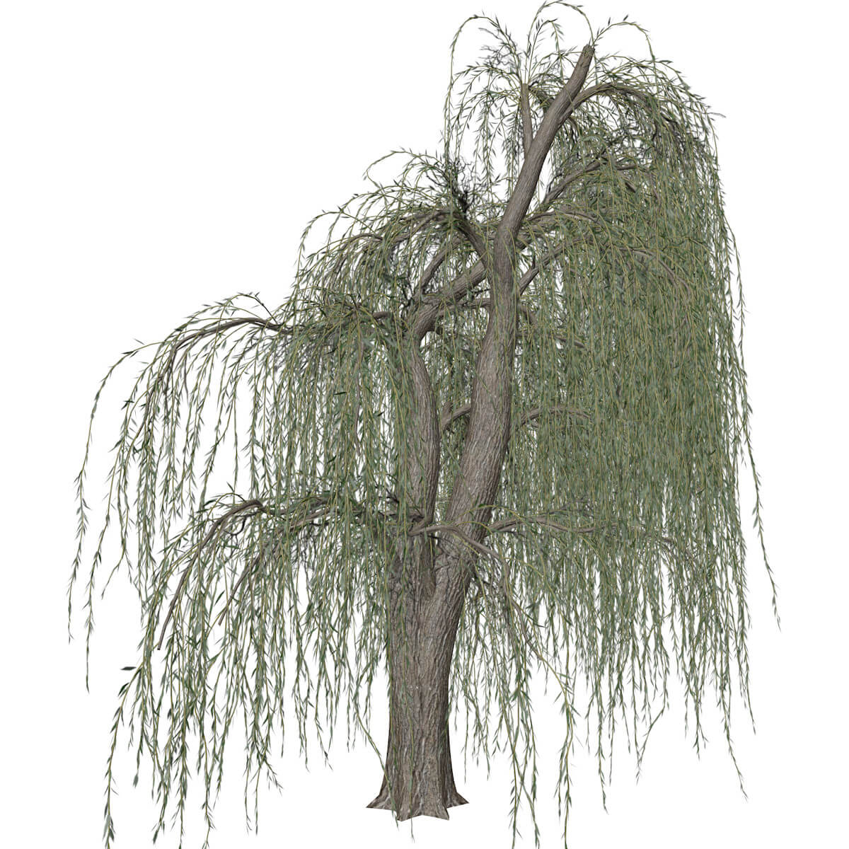 Weeping Willow Tree #09 - 3D Model by AntonioKowatsch