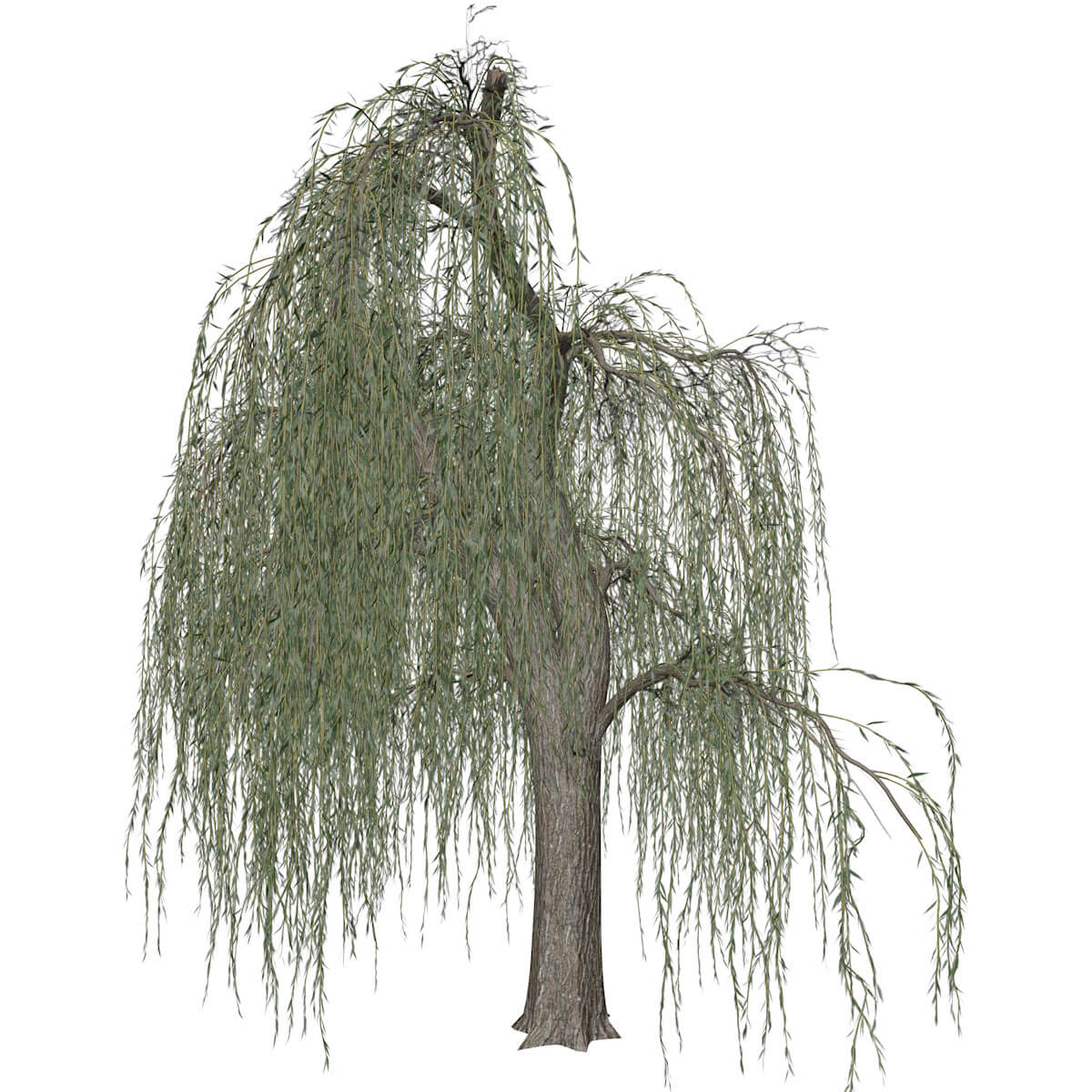 Weeping Willow Tree #10 - 3D Model by AntonioKowatsch