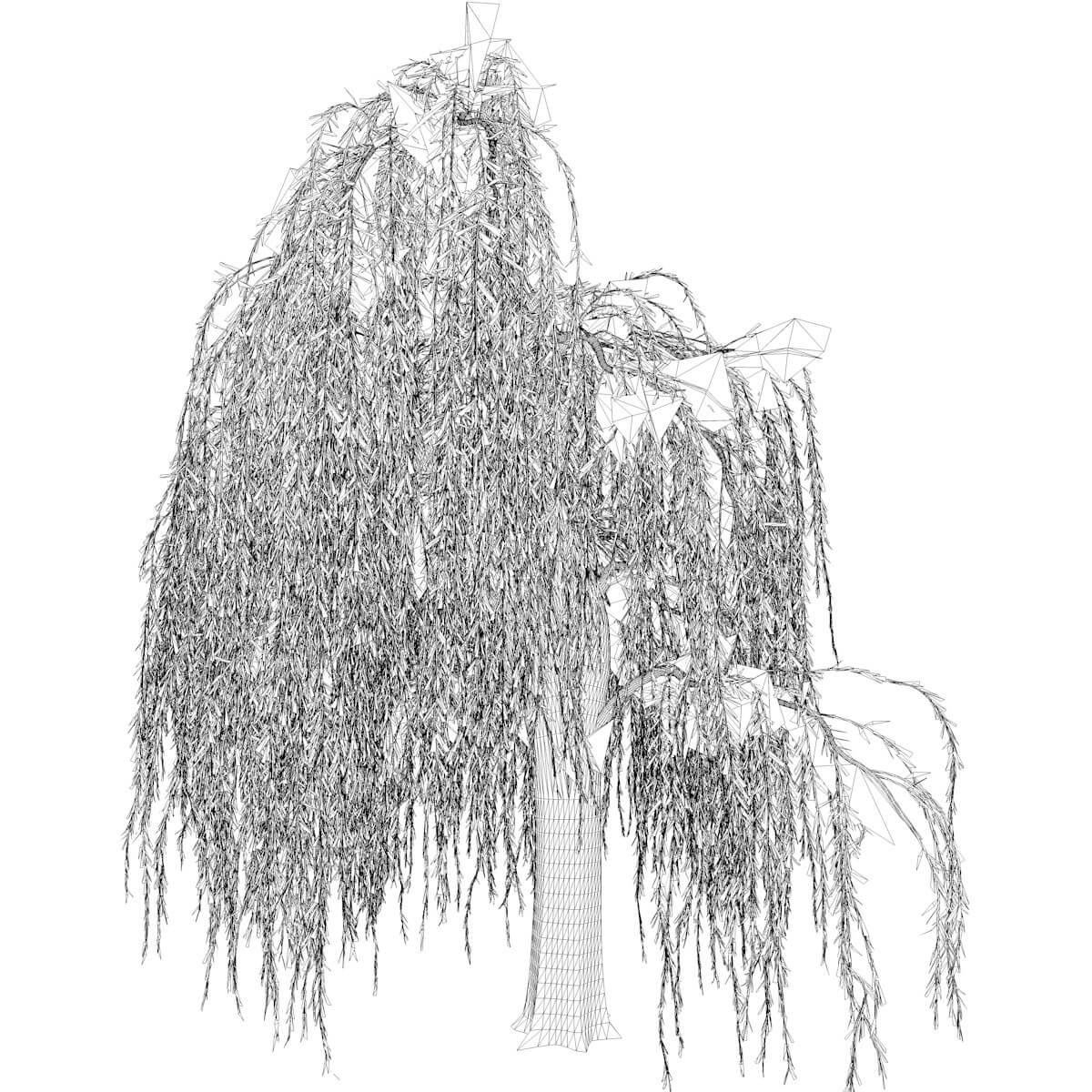 Weeping Willow Tree Drawing