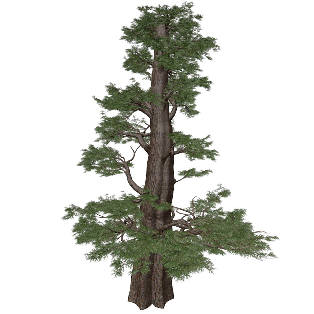 Western Juniper Tree #01 - 3D Model by AntonioKowatsch