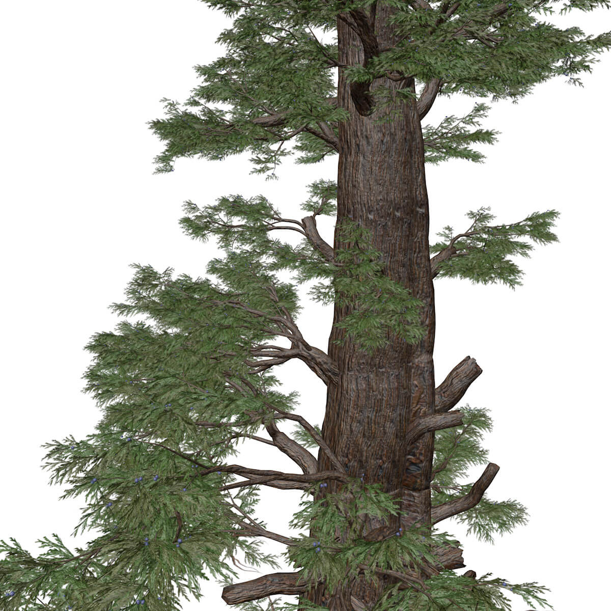 Western Juniper Tree #02 - 3D Model by AntonioKowatsch