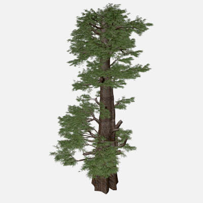 Western Juniper Tree #02 - 3D Model by AntonioKowatsch