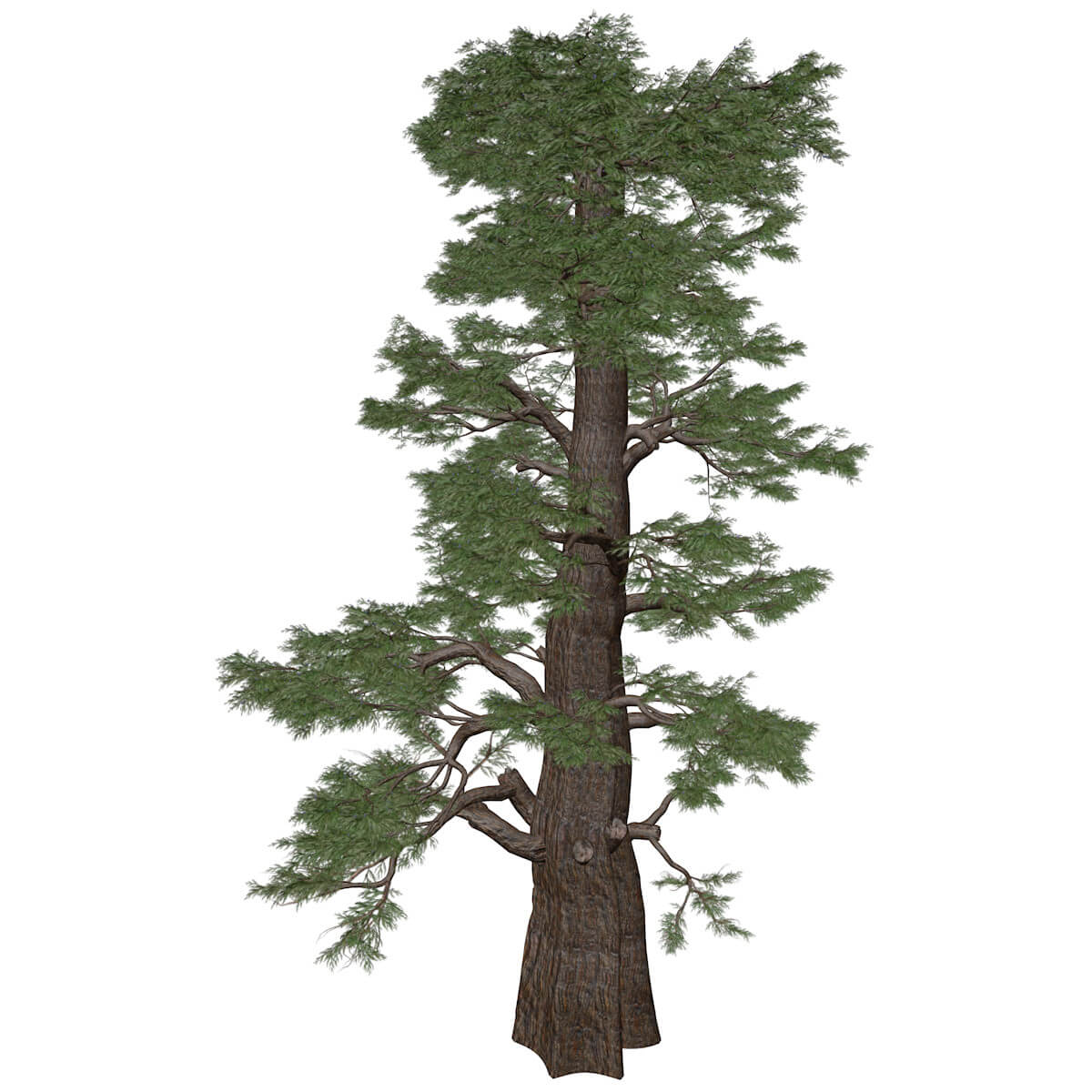 Western Juniper Tree #04 - 3D Model by AntonioKowatsch