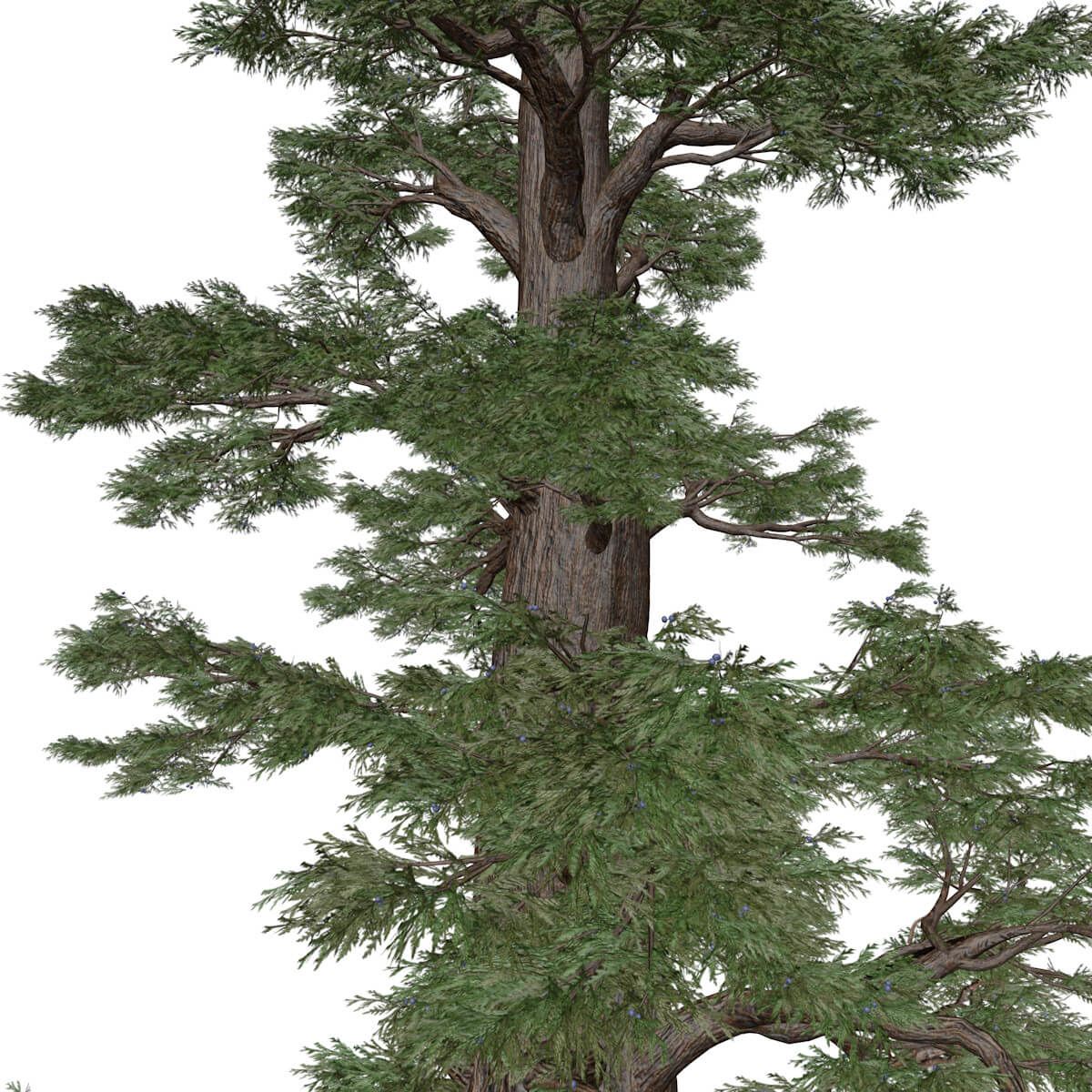 Western Juniper Tree #05 - 3D Model by AntonioKowatsch