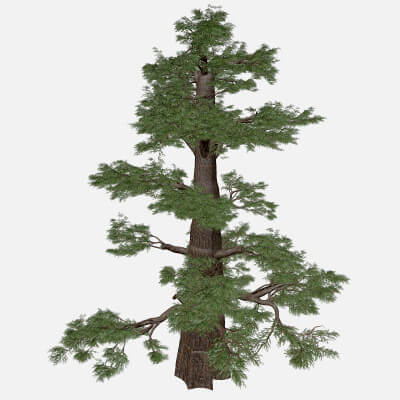 Western Juniper Tree #05 - 3D Model by AntonioKowatsch