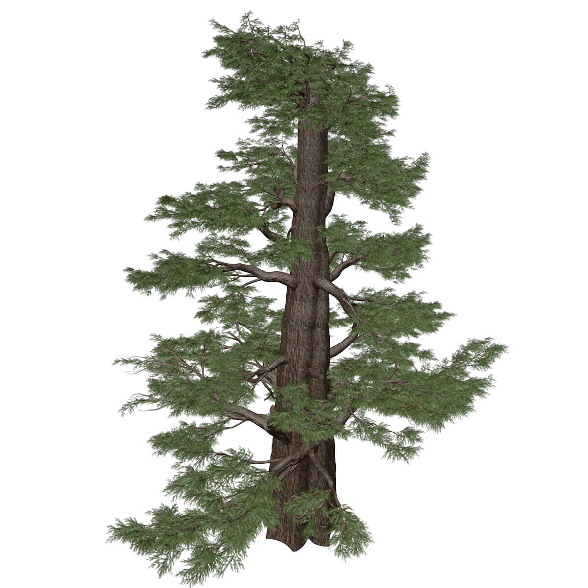 Western Juniper Tree Collection by AntonioKowatsch