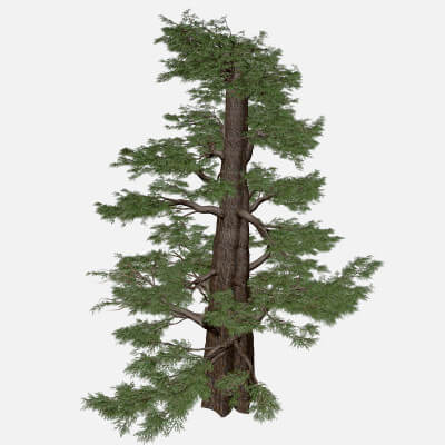 Western Juniper Tree #06 - 3D Model by AntonioKowatsch