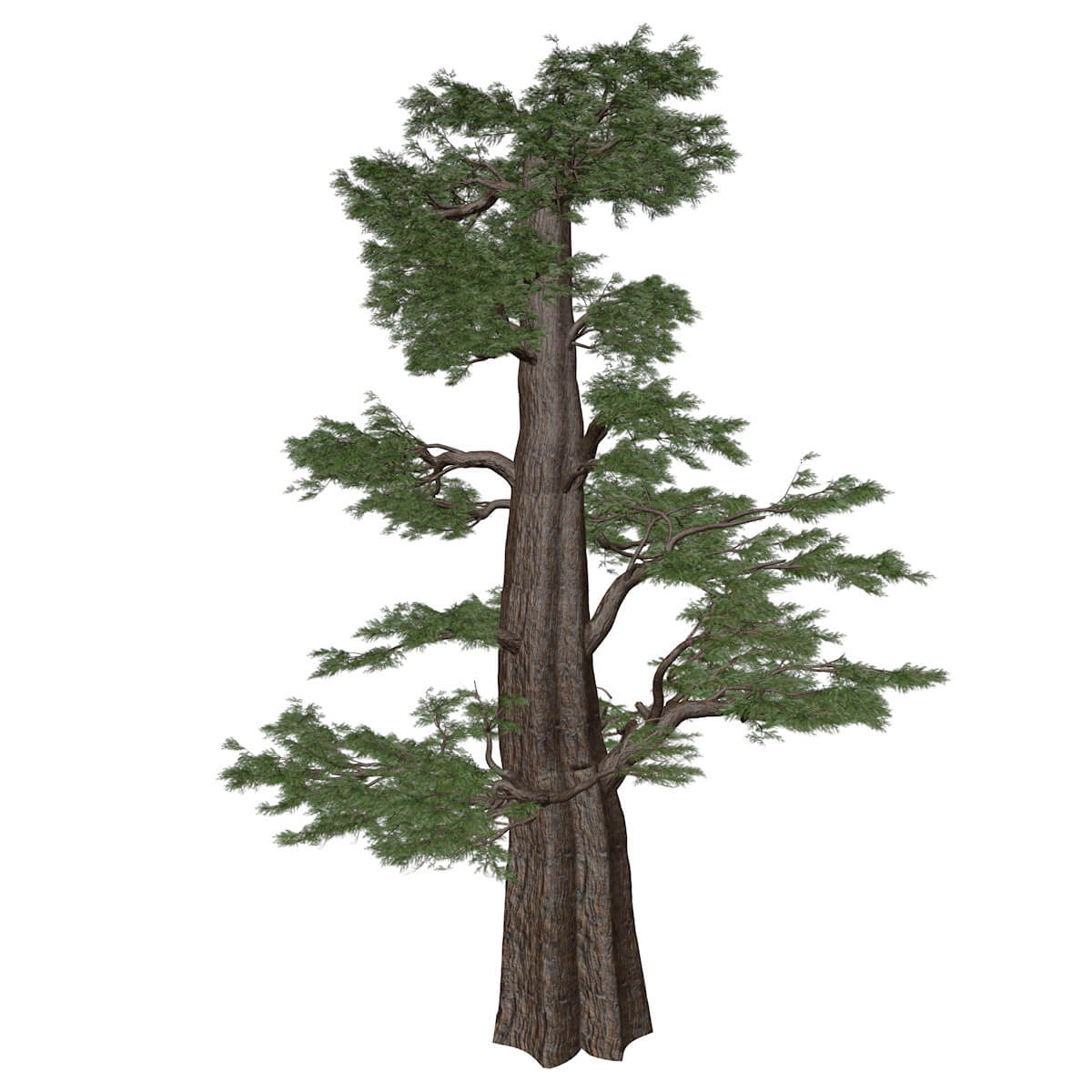 Western Juniper Tree #07 - 3D Model by AntonioKowatsch