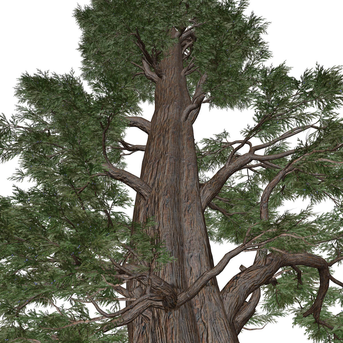 Western Juniper Tree #07 - 3D Model by AntonioKowatsch