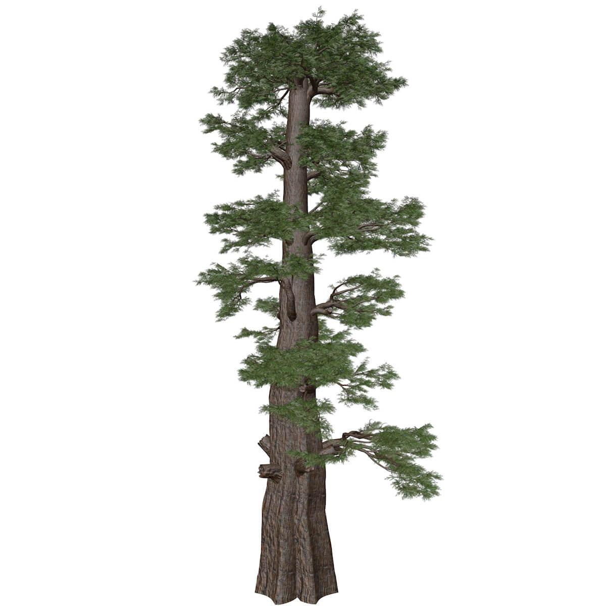 Western Juniper Tree #08 - 3D Model by AntonioKowatsch