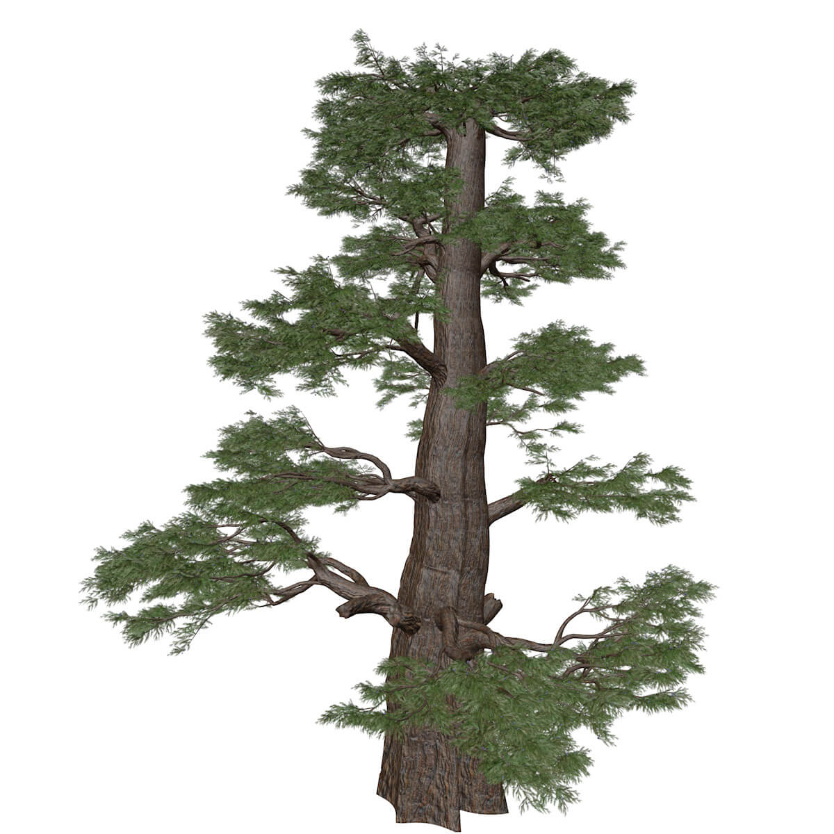 Western Juniper Tree #09 - 3D Model by AntonioKowatsch