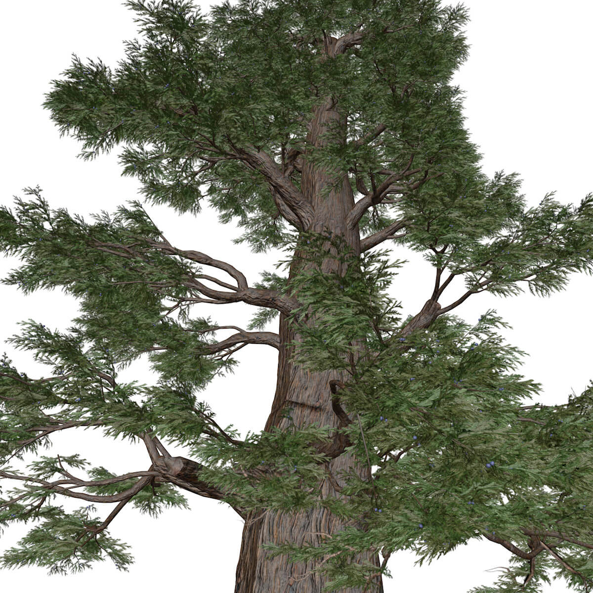 Western Juniper Tree #09 - 3D Model by AntonioKowatsch