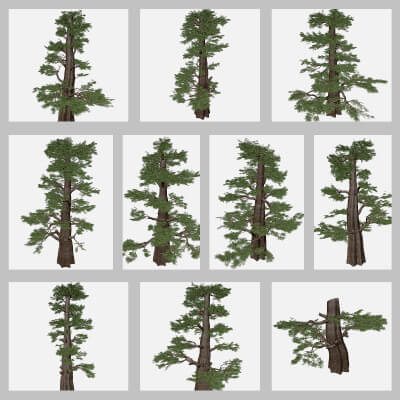 Western Juniper Tree Collection by AntonioKowatsch