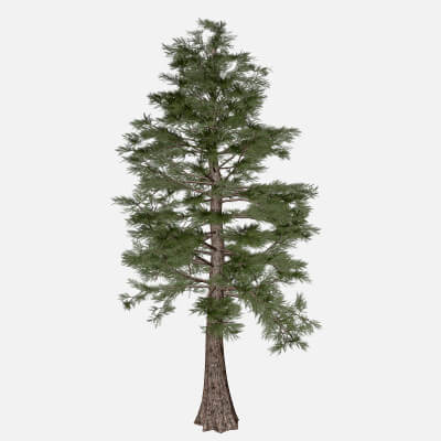 Western Red Cedar Tree #01 - 3D Model by AntonioKowatsch