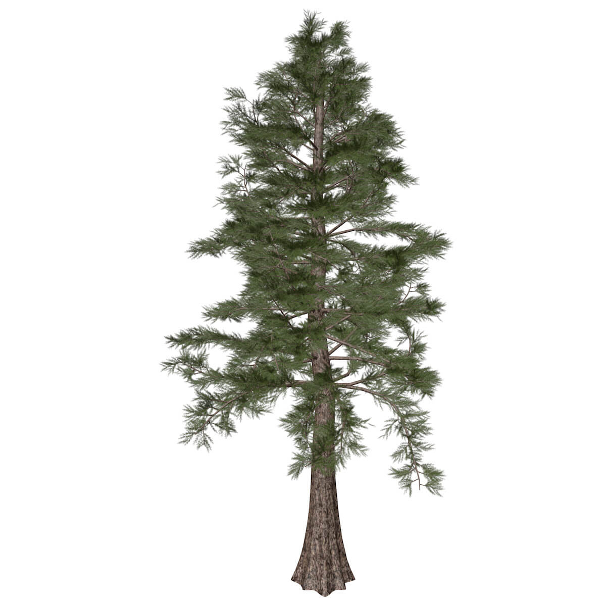 Western Red Cedar Tree #02 - 3D Model by AntonioKowatsch