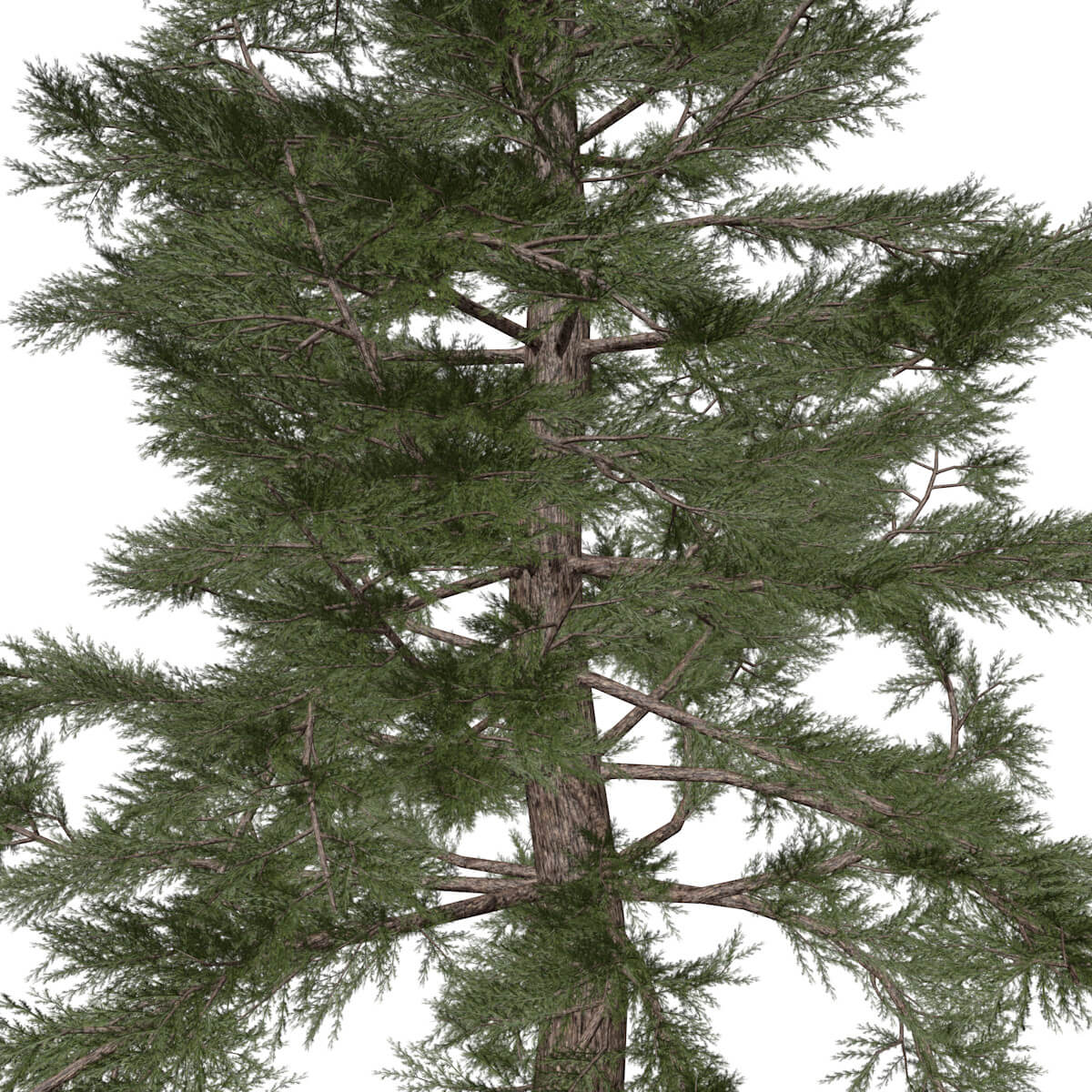 Western Red Cedar Tree #02 - 3D Model by AntonioKowatsch