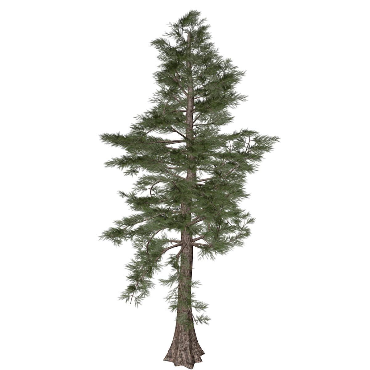 Western Red Cedar Tree #03 - 3D Model by AntonioKowatsch