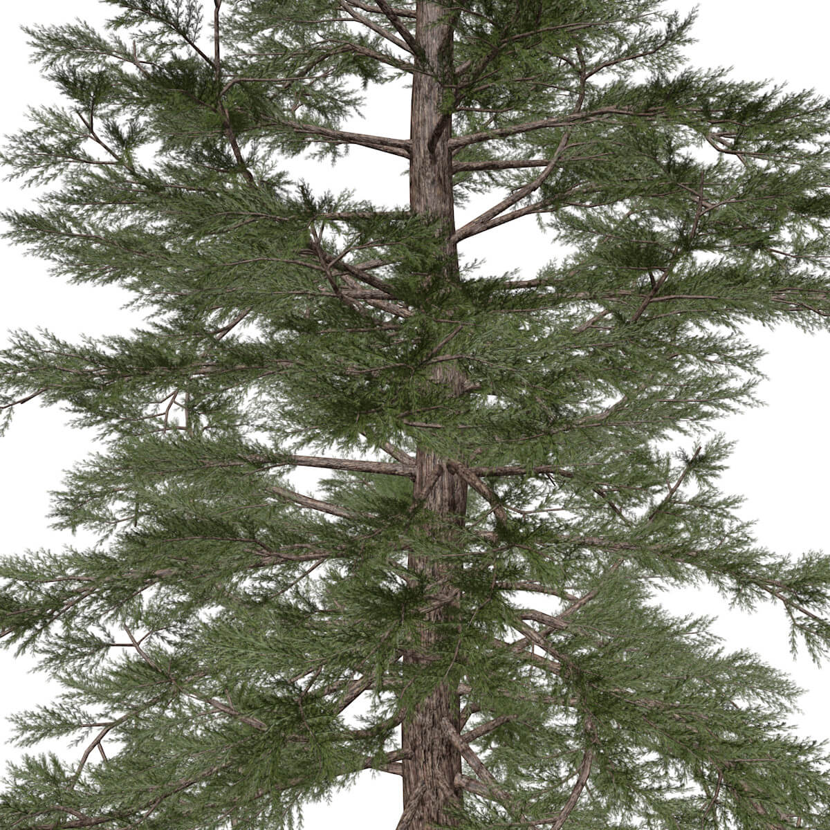 Western Red Cedar Tree #04 - 3D Model by AntonioKowatsch