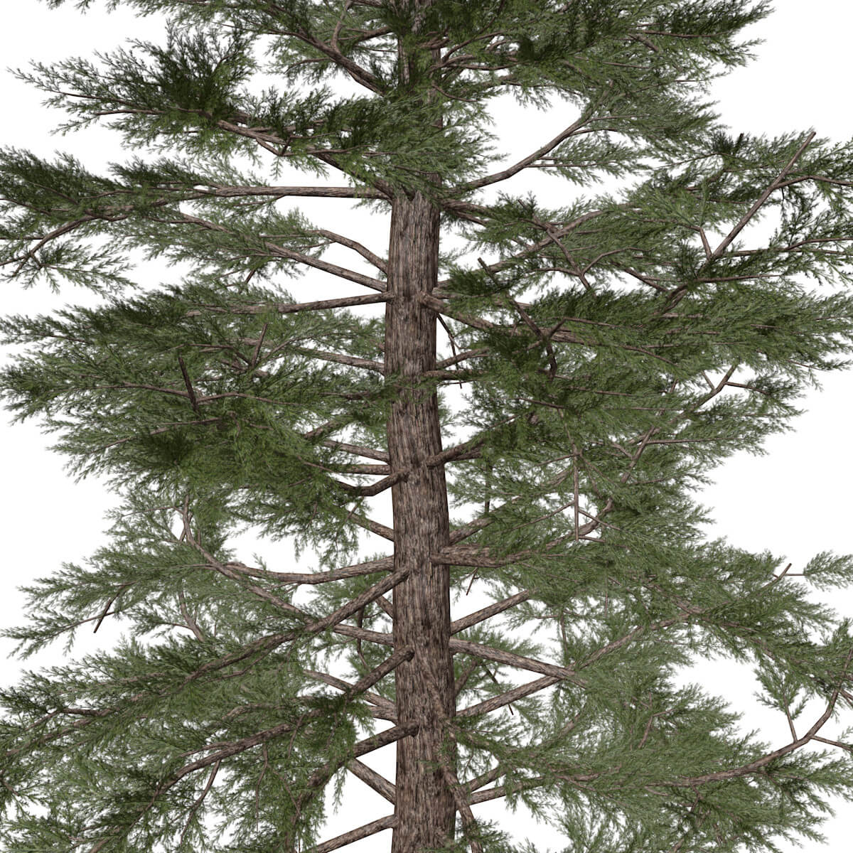 Western Red Cedar Tree #05 - 3D Model by AntonioKowatsch