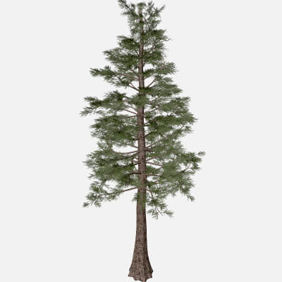 Western Red Cedar Tree #05 - 3D Model by AntonioKowatsch