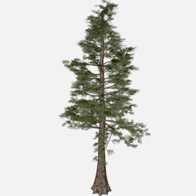 Western Red Cedar Tree #06 - 3D Model by AntonioKowatsch