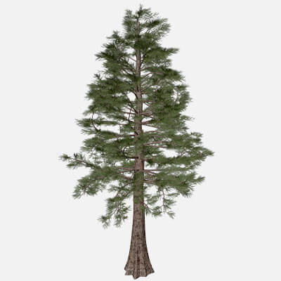 Western Red Cedar Tree Collection by AntonioKowatsch