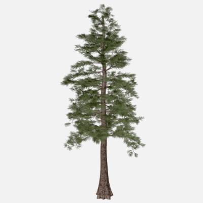 Western Red Cedar Tree #08 - 3D Model by AntonioKowatsch