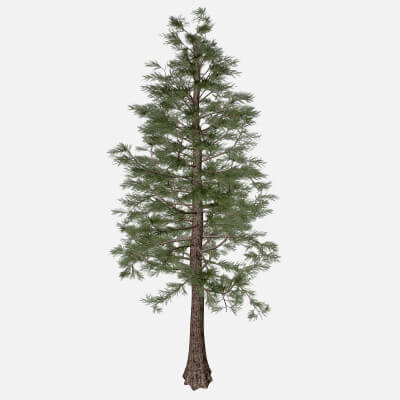 Western Red Cedar Tree #09 - 3D Model by AntonioKowatsch