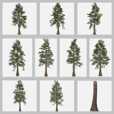 Western Red Cedar Tree Collection by AntonioKowatsch