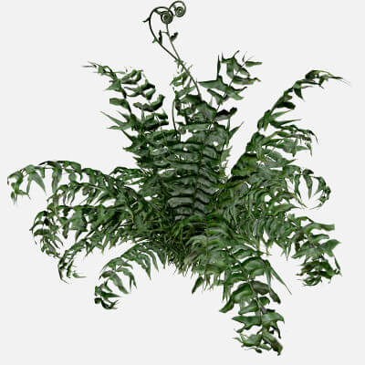 Western Sword Fern #02 - 3D Model by AntonioKowatsch