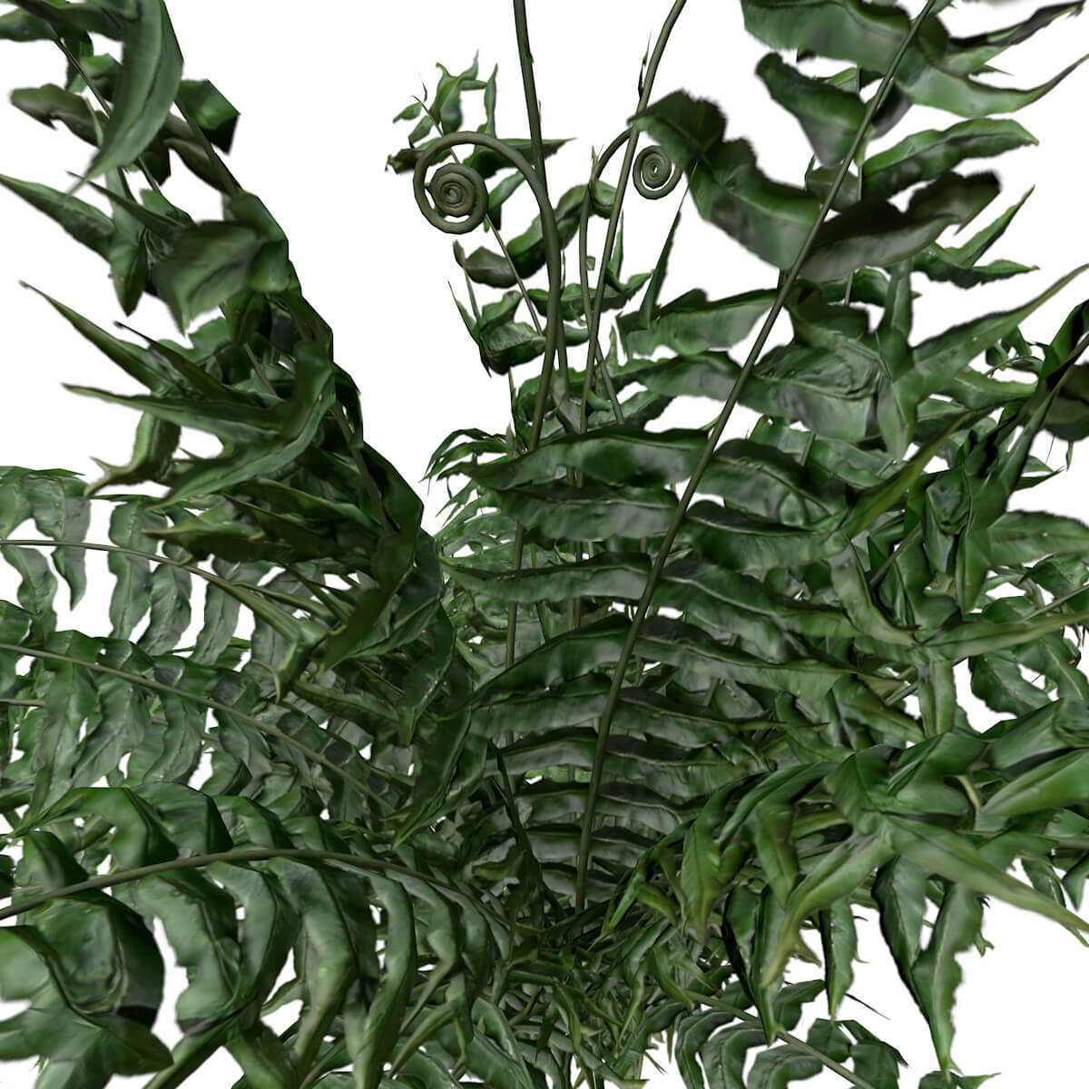 Western Sword Fern Collection by AntonioKowatsch