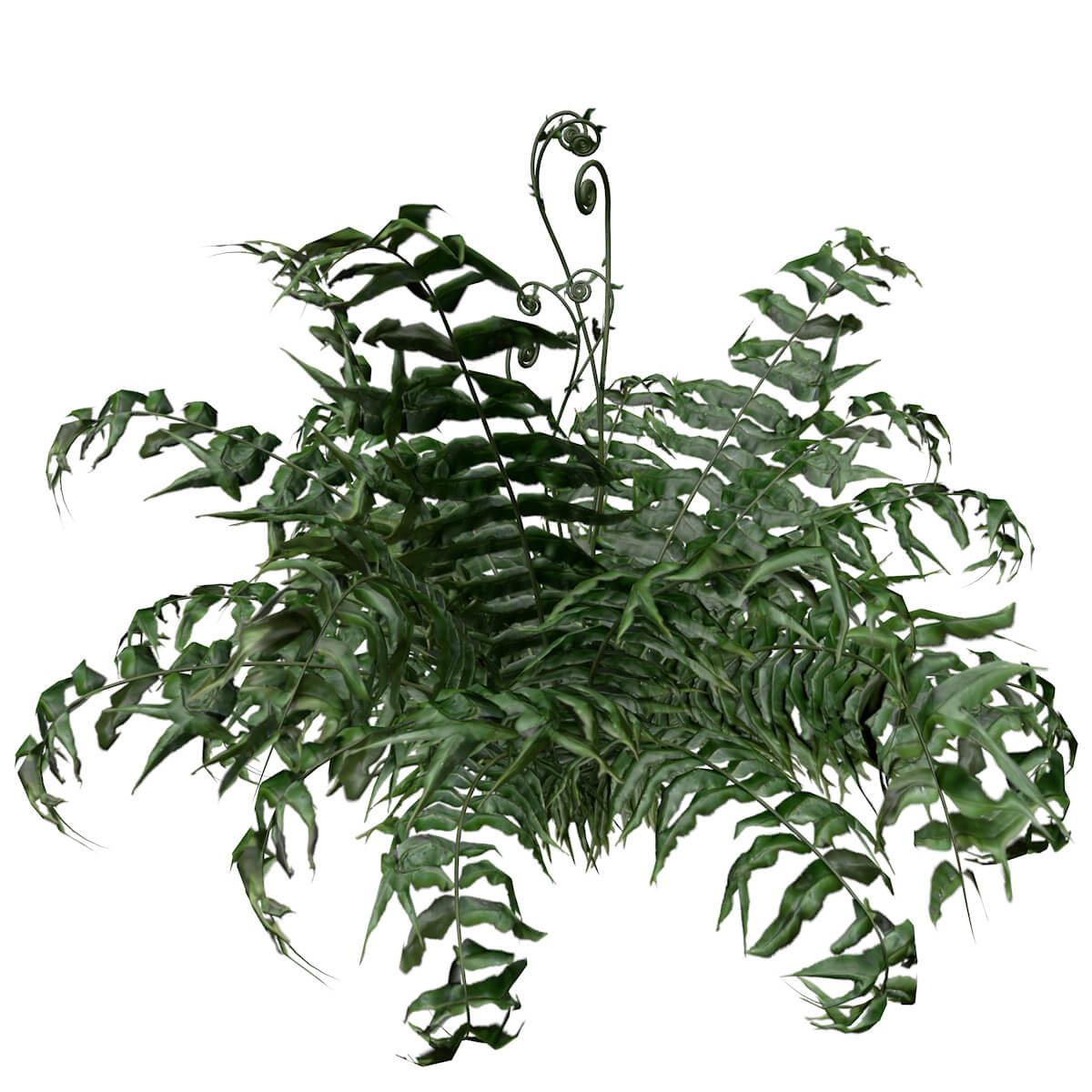 Western Sword Fern #04 - 3D Model by AntonioKowatsch