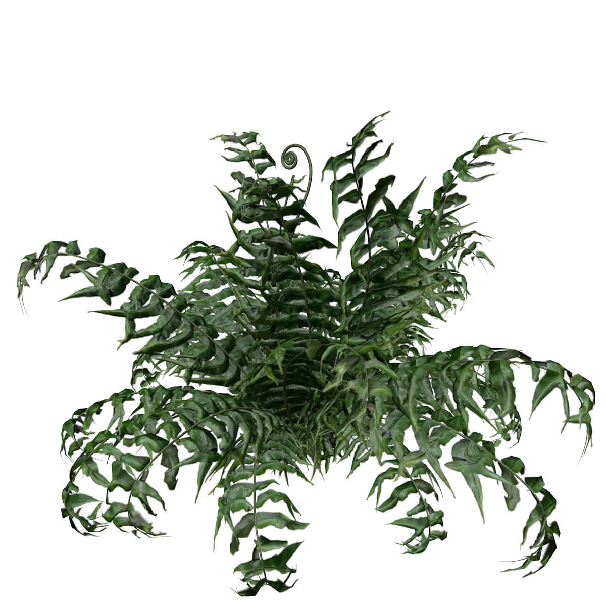 Western Sword Fern Collection by AntonioKowatsch